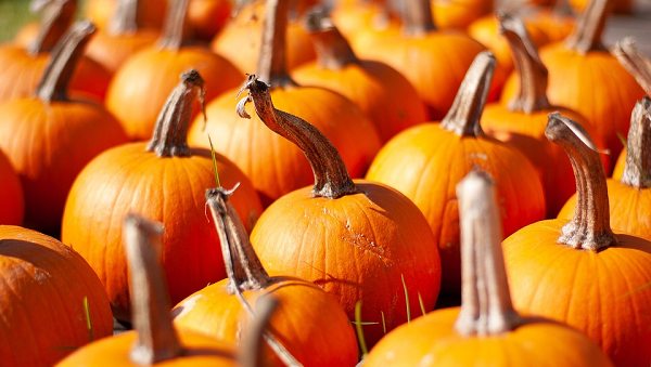 Halloween STEM Activities - Homeschooling Teen